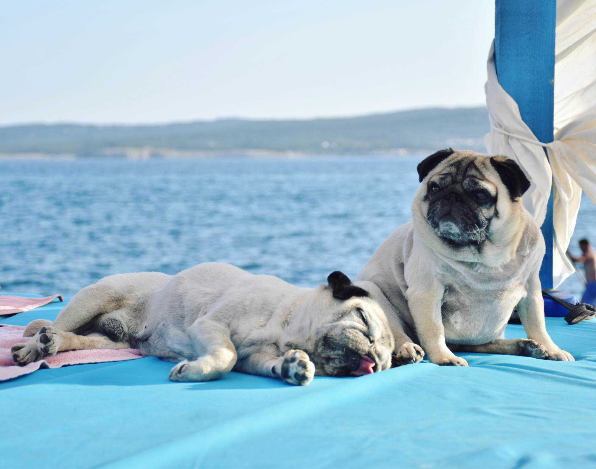 Monty’s Dog Beach: Pseće pivo, sladoled i Pawesome Summer Cinema za ...