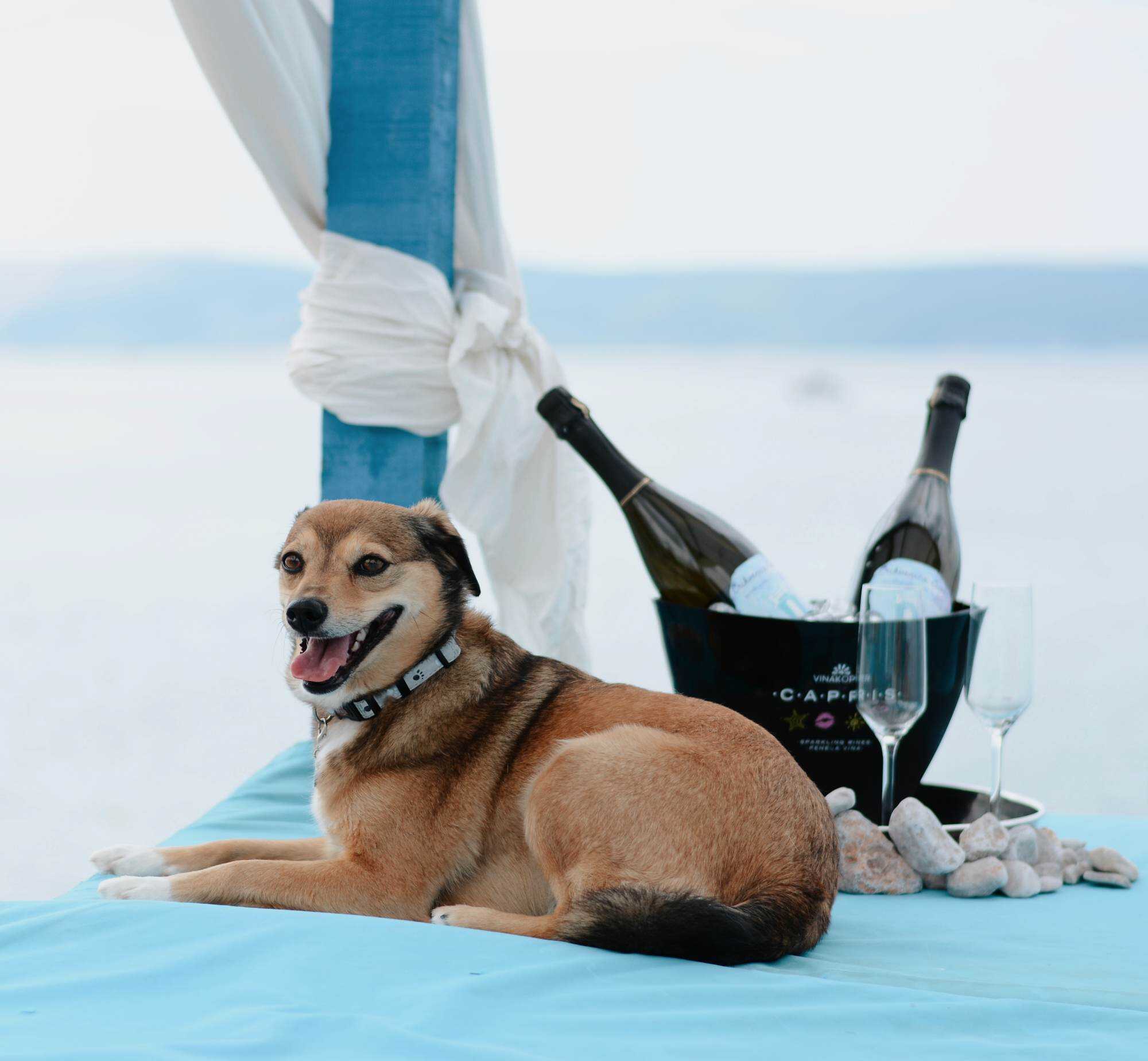 Monty’s Dog Beach: Pseće pivo, sladoled i Pawesome Summer Cinema za ...