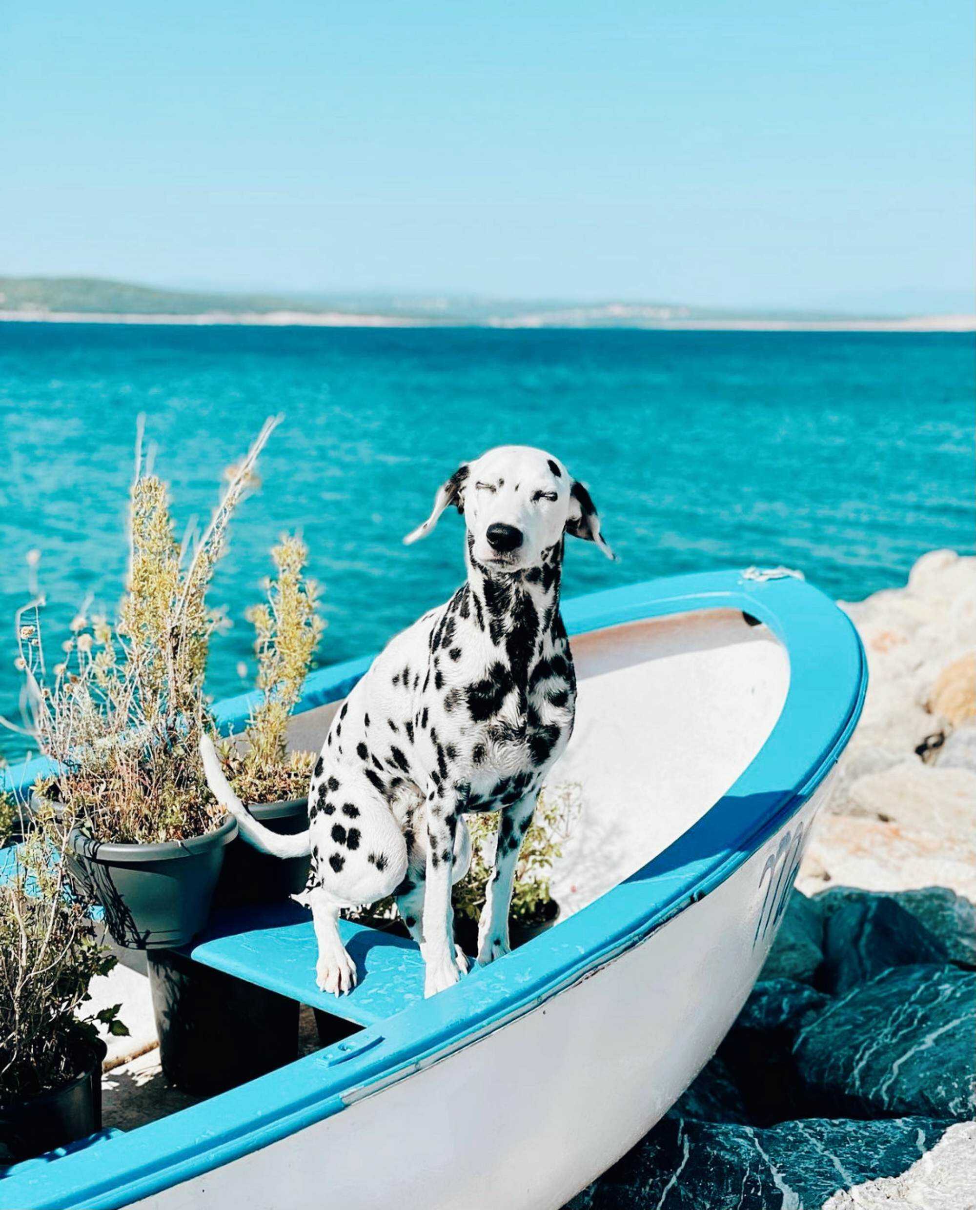 Monty’s Dog Beach: Pseće pivo, sladoled i Pawesome Summer Cinema za ...
