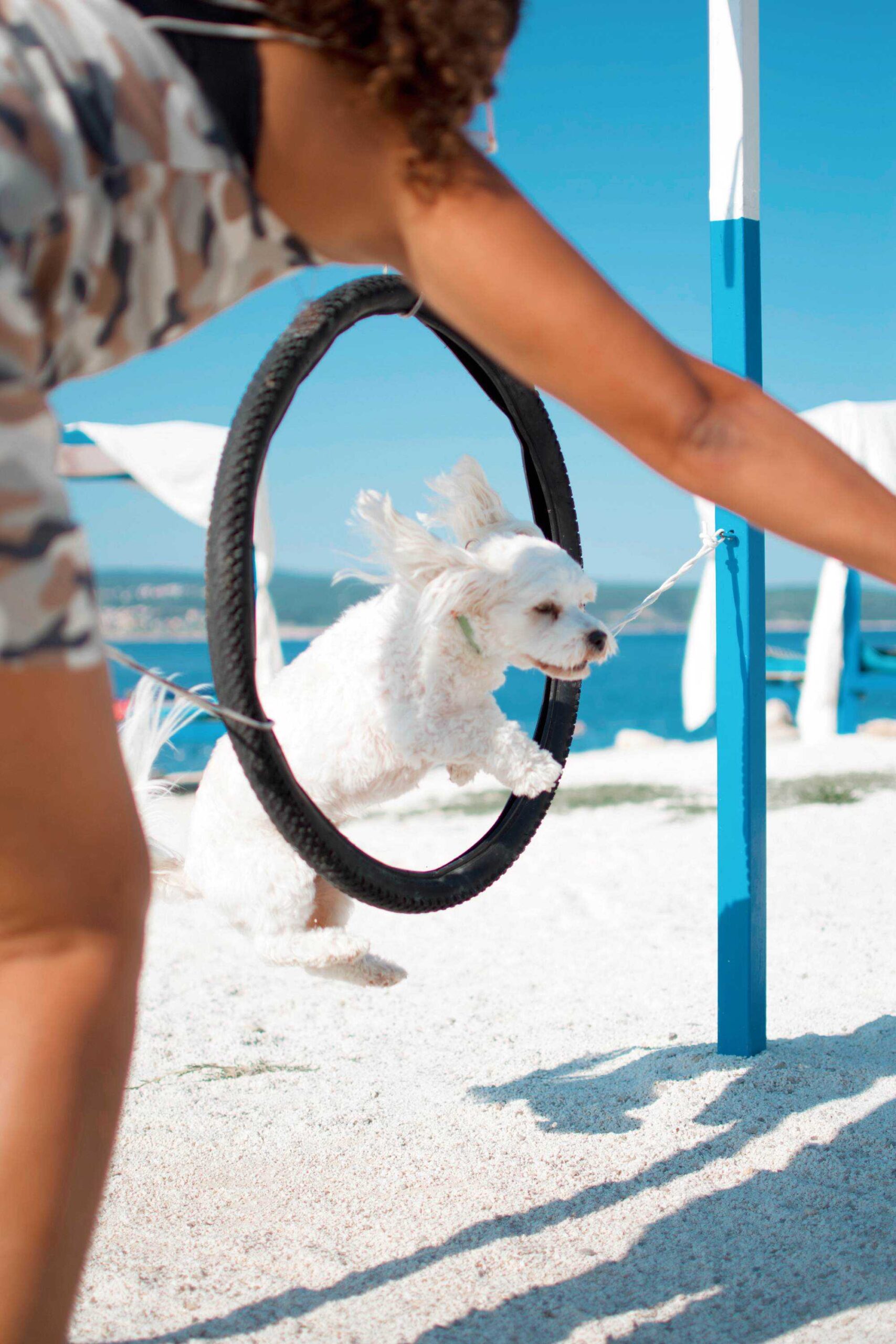 Monty’s Dog Beach: Pseće pivo, sladoled i Pawesome Summer Cinema za ...