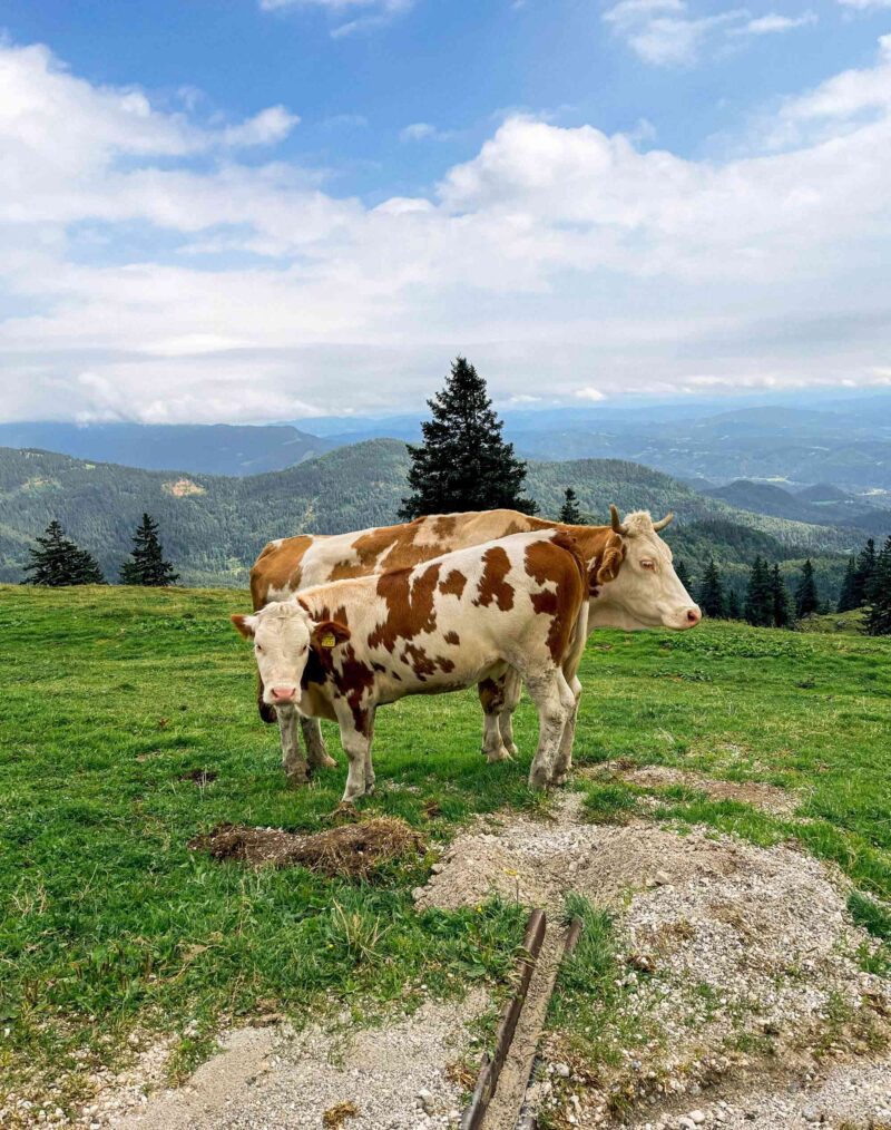 Velika planina u Sloveniji: opis staze na kojoj ćeš doživjeti svu ...