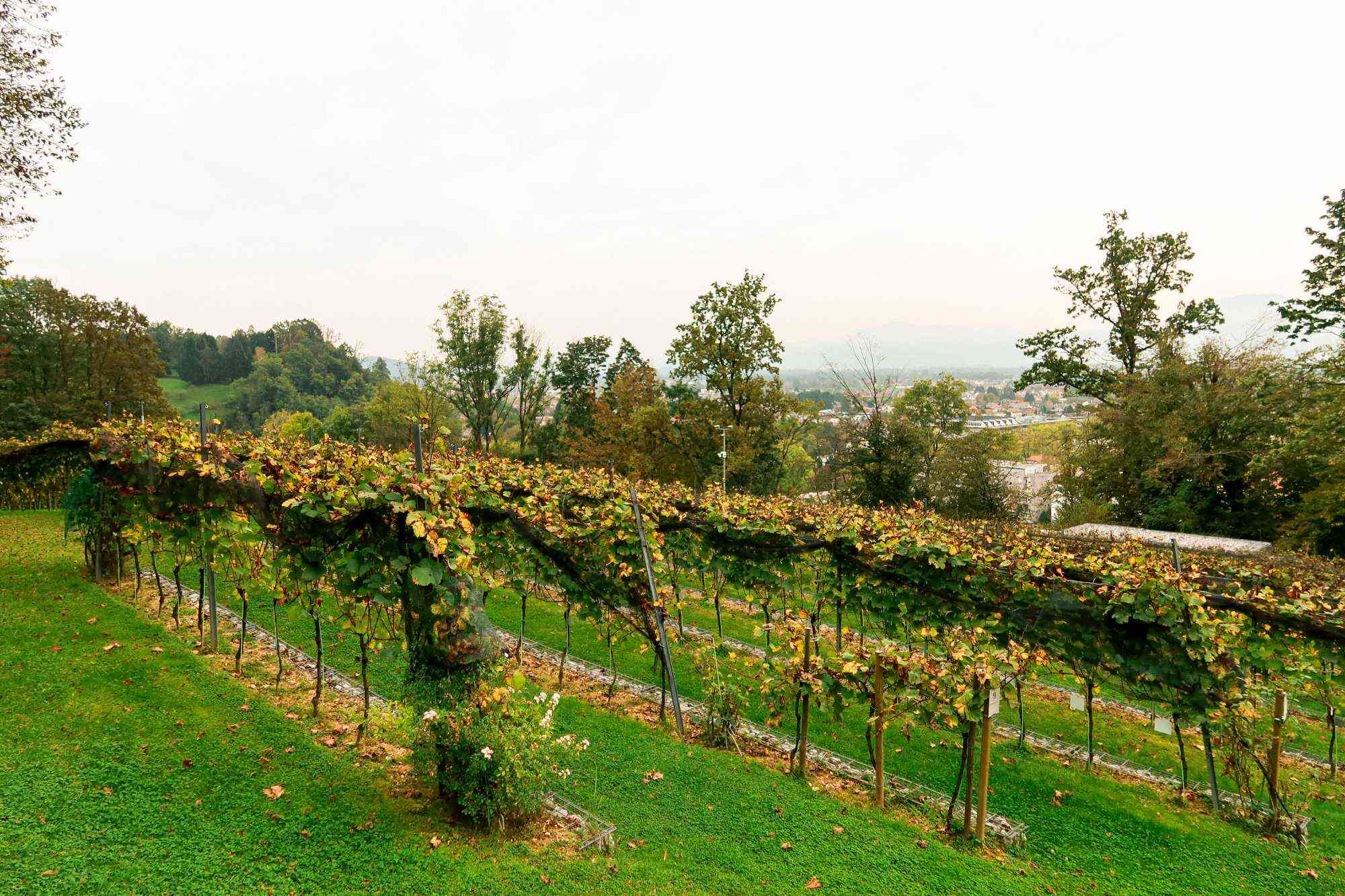 Ljubljana: što sve posjetiti i doživjeti u glavnom gradu Slovenije