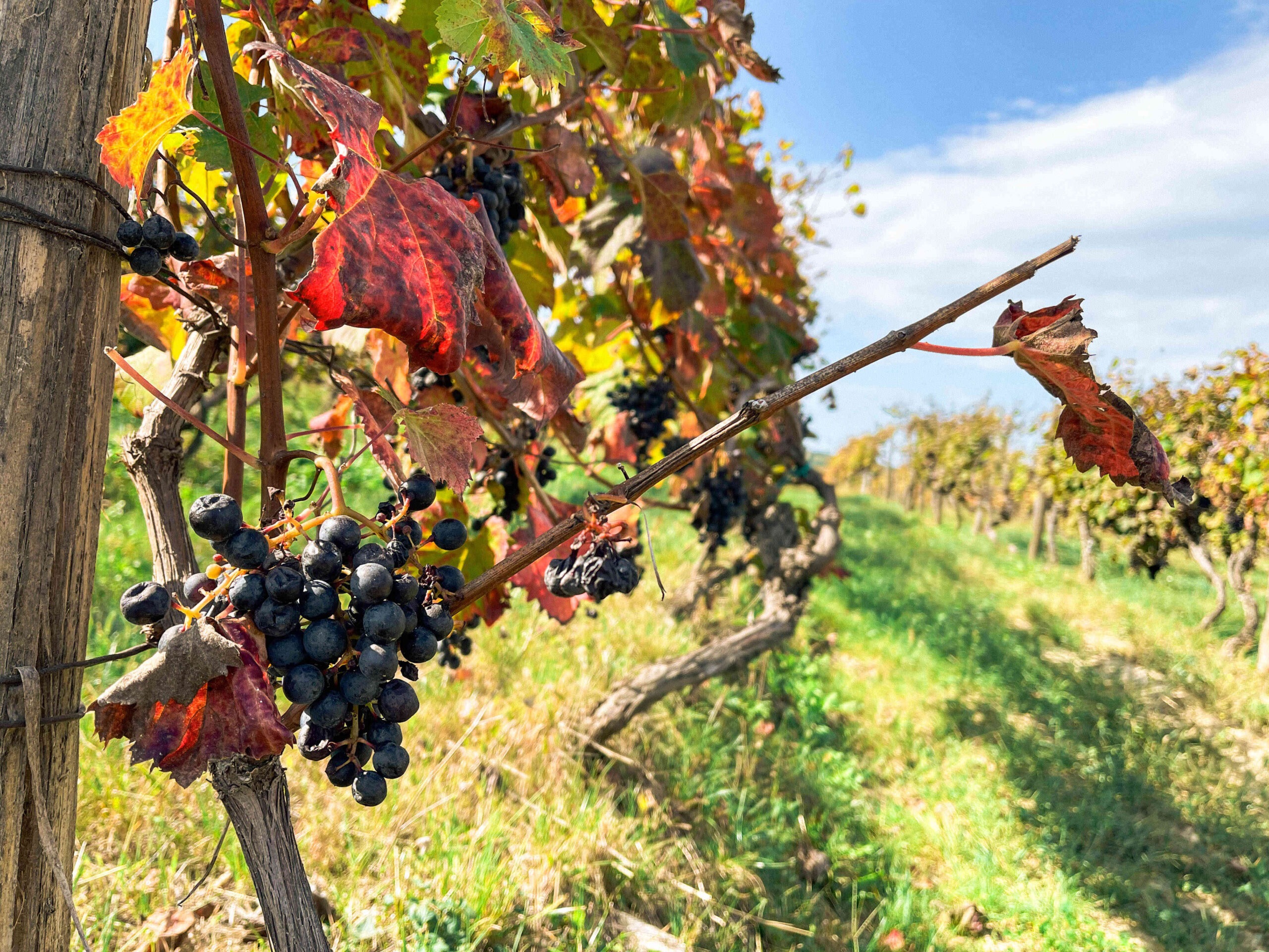 Teran Wine&Walk u Motovunu nas je i ove godine oduševio. Pili smo ...