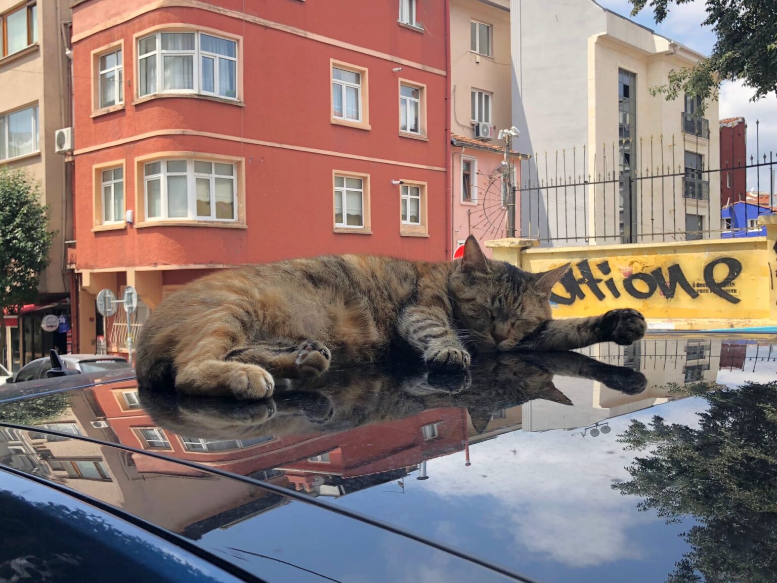 Kako su mačke Istanbula postale pravi turistički brend
