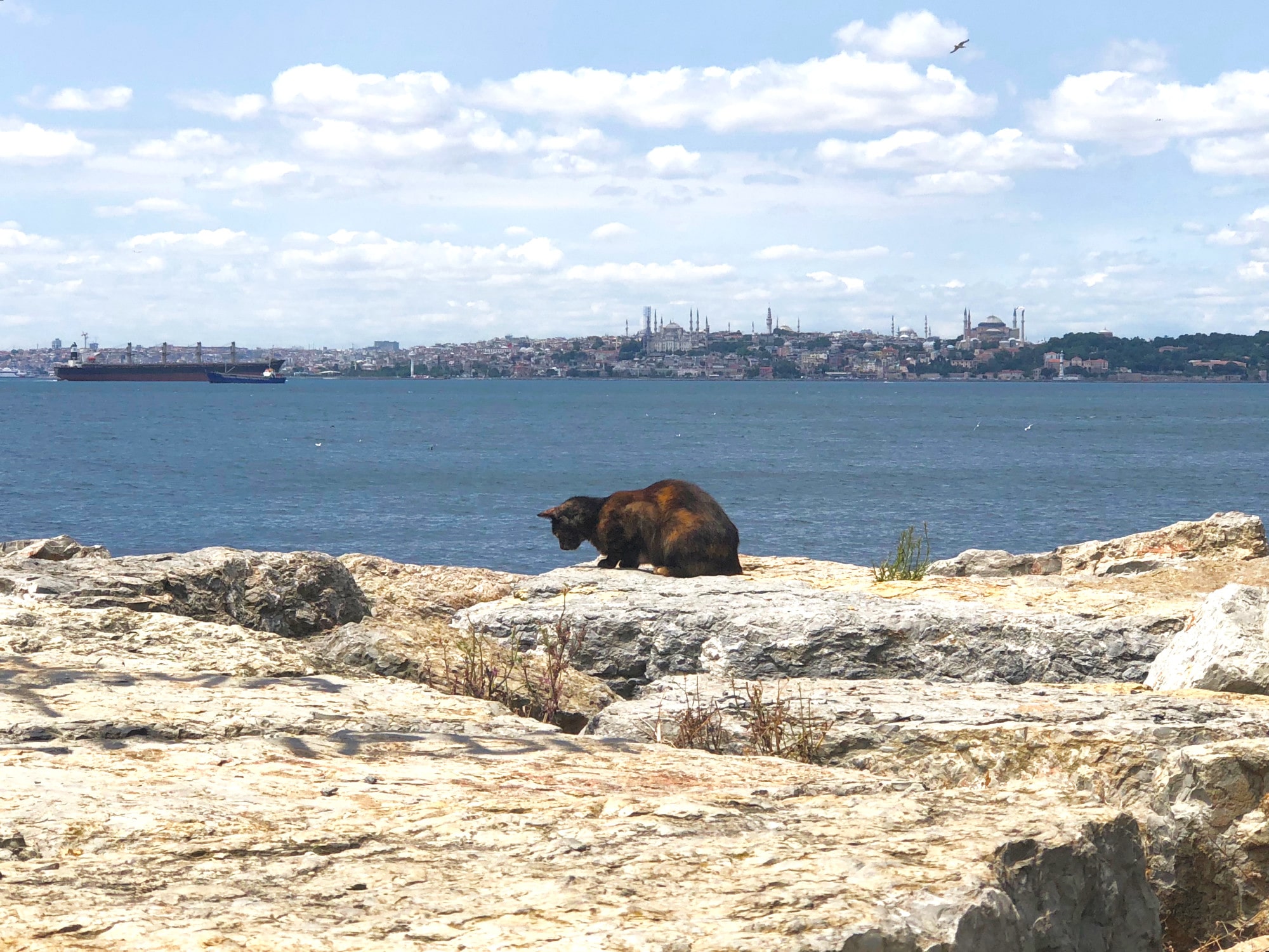 Kako su mačke Istanbula postale pravi turistički brend